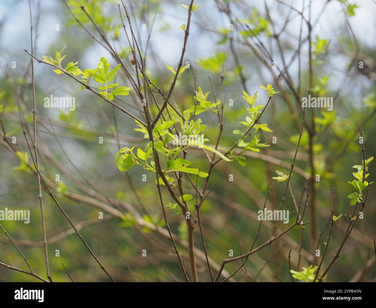 Five-leaved chaste tree (Vitex negundo Stock Photo - Alamy