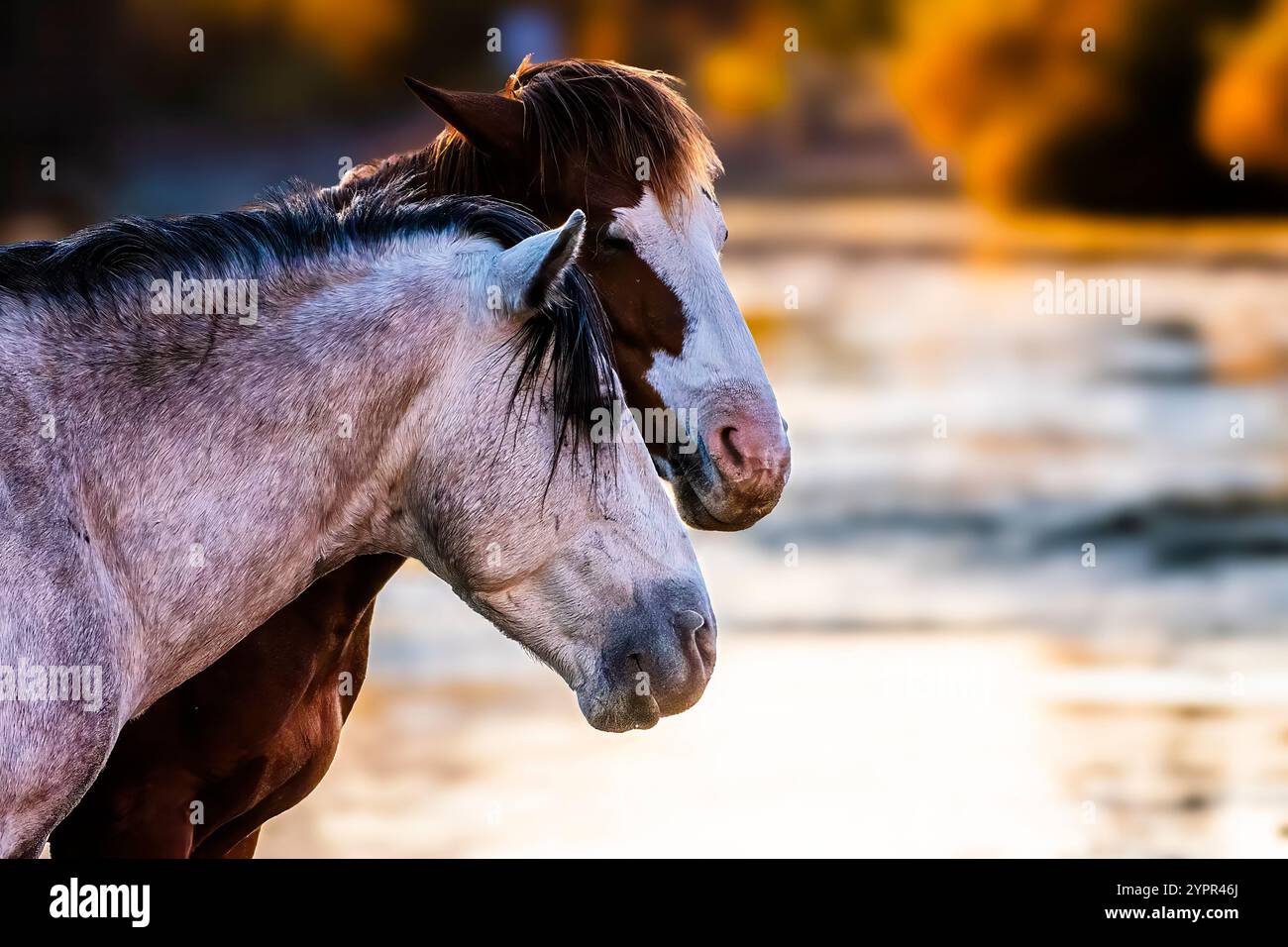 Duo animals hi-res stock photography and images - Alamy