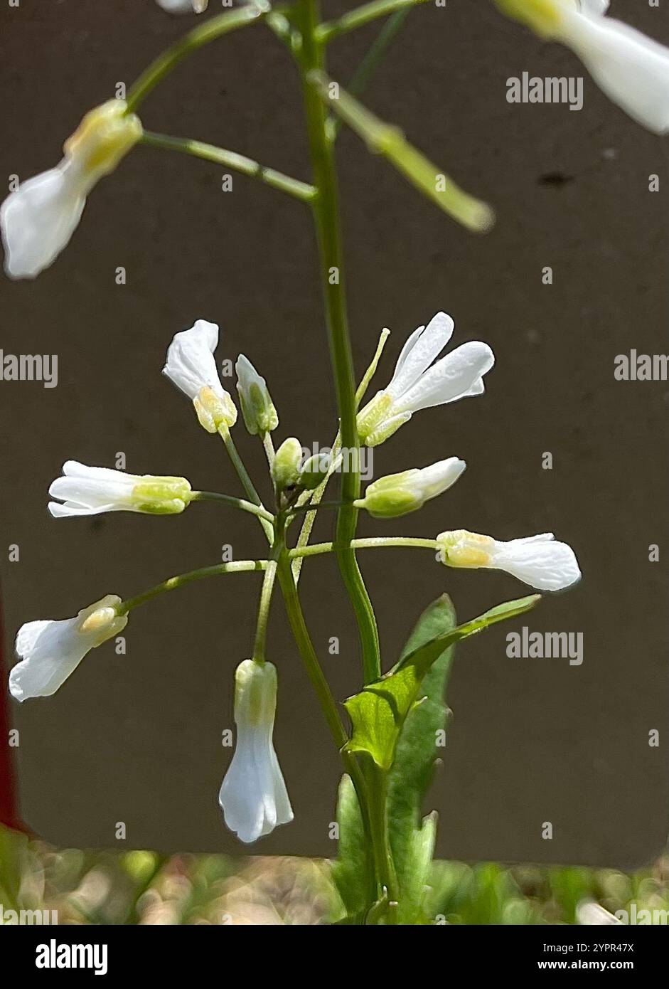 bulbous cress (Cardamine bulbosa Stock Photo - Alamy
