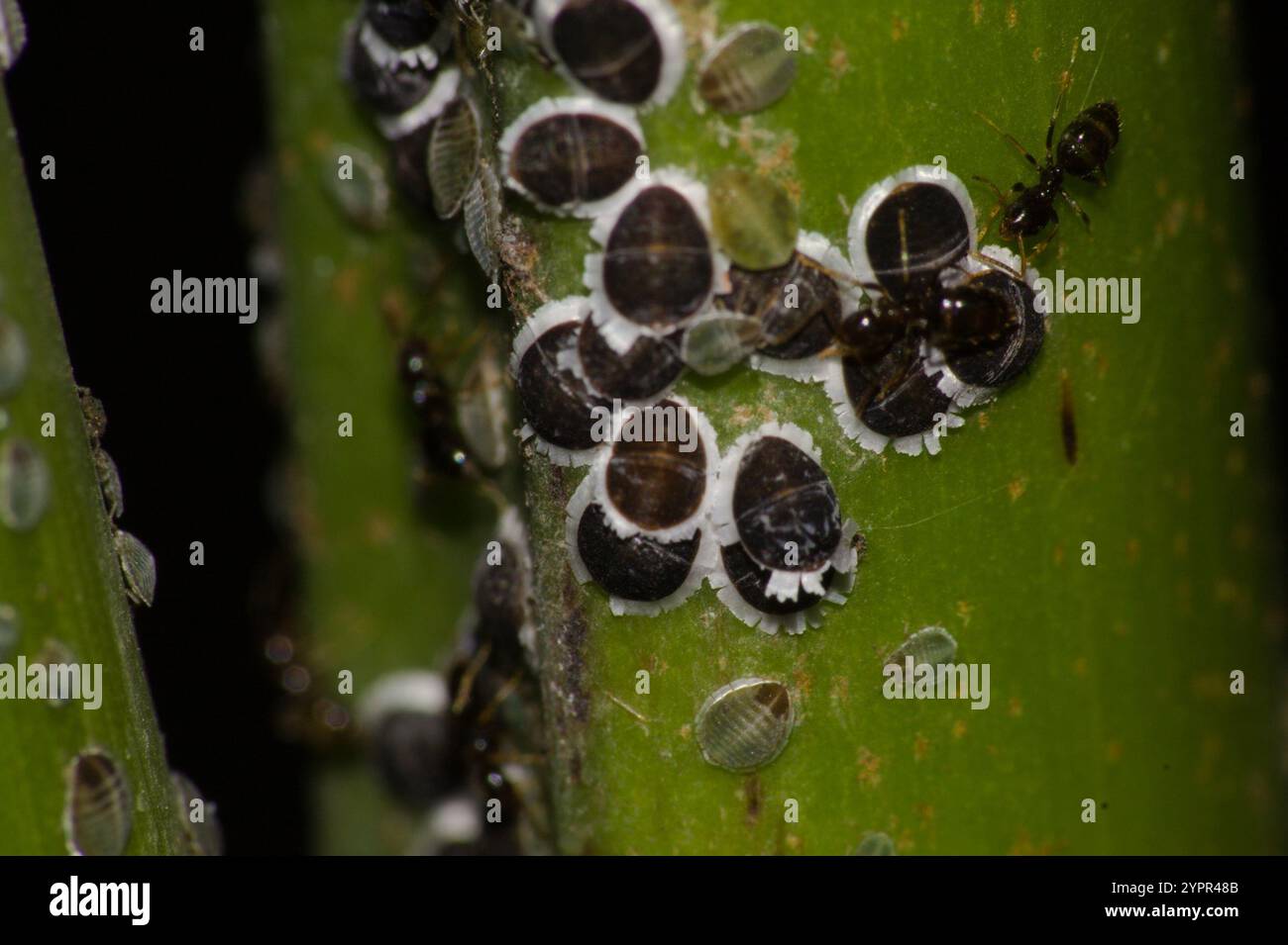 palm aphid (Cerataphis brasiliensis Stock Photo - Alamy