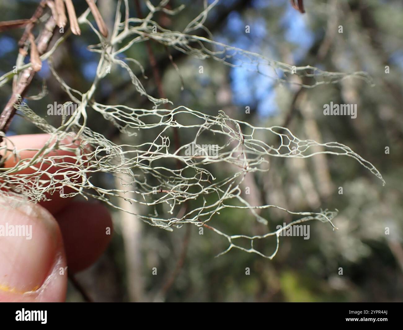 lace lichen (Ramalina menziesii Stock Photo - Alamy