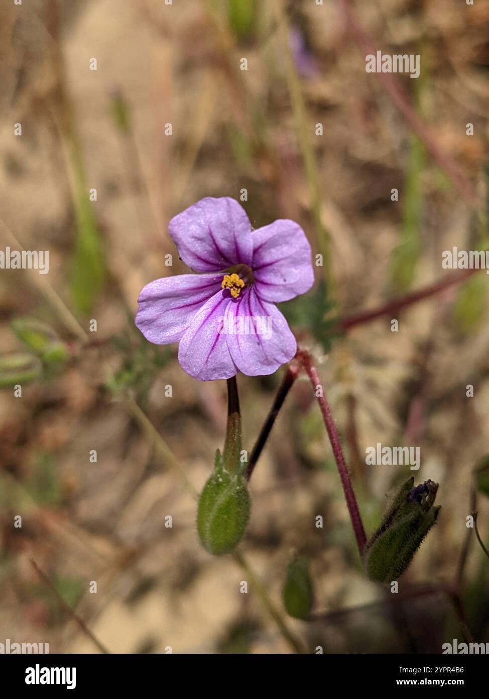 Mediterranean Stork's-bill (Erodium botrys Stock Photo - Alamy