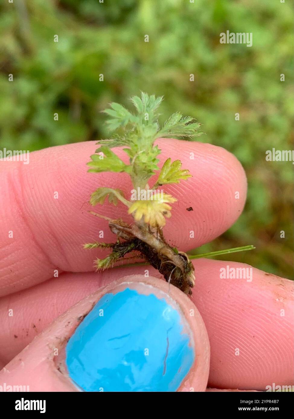 Slender parsley-piert (Alchemilla australis Stock Photo - Alamy