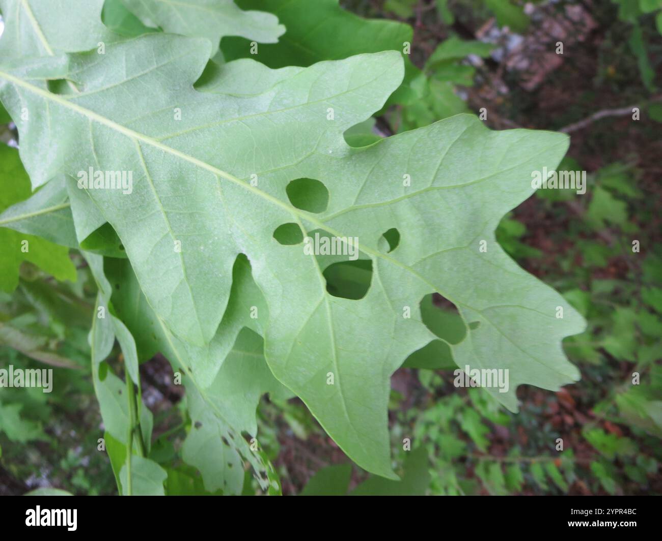 white oak (Quercus alba Stock Photo - Alamy