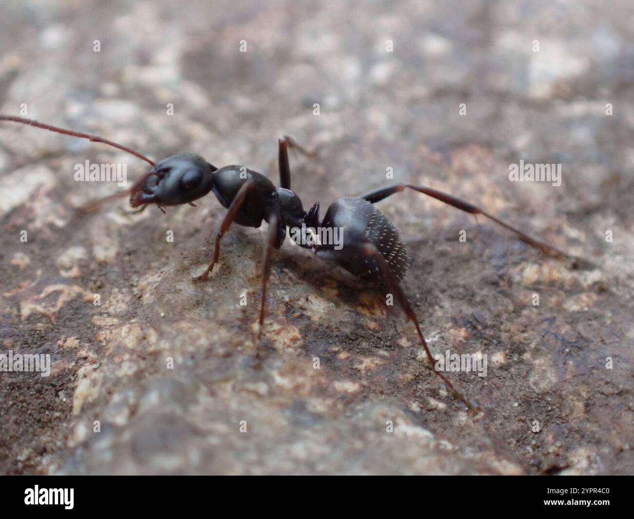 fusca-group Field Ants and Allies (Formica fusca Stock Photo - Alamy