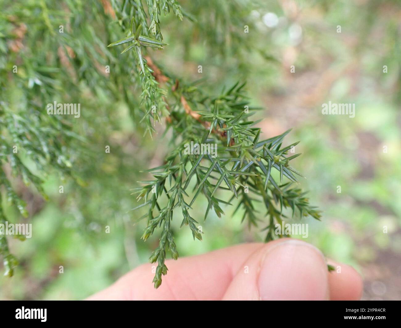 Seaside Juniper (Juniperus maritima Stock Photo - Alamy