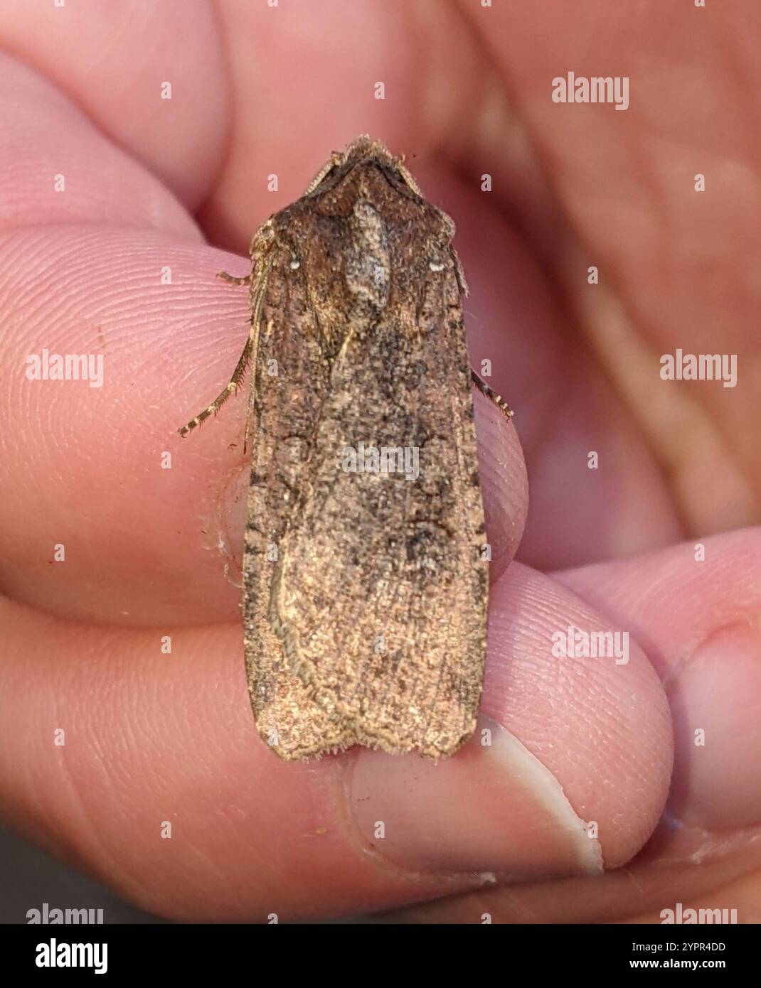 Variegated Cutworm Moth (Peridroma saucia Stock Photo - Alamy