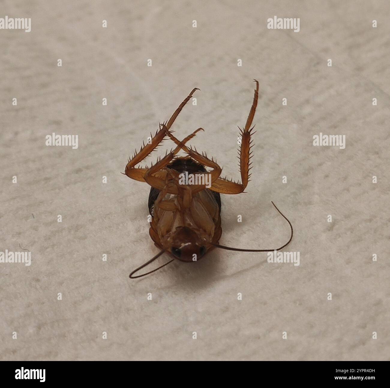 Cockroaches and Termites (Blattodea Stock Photo - Alamy