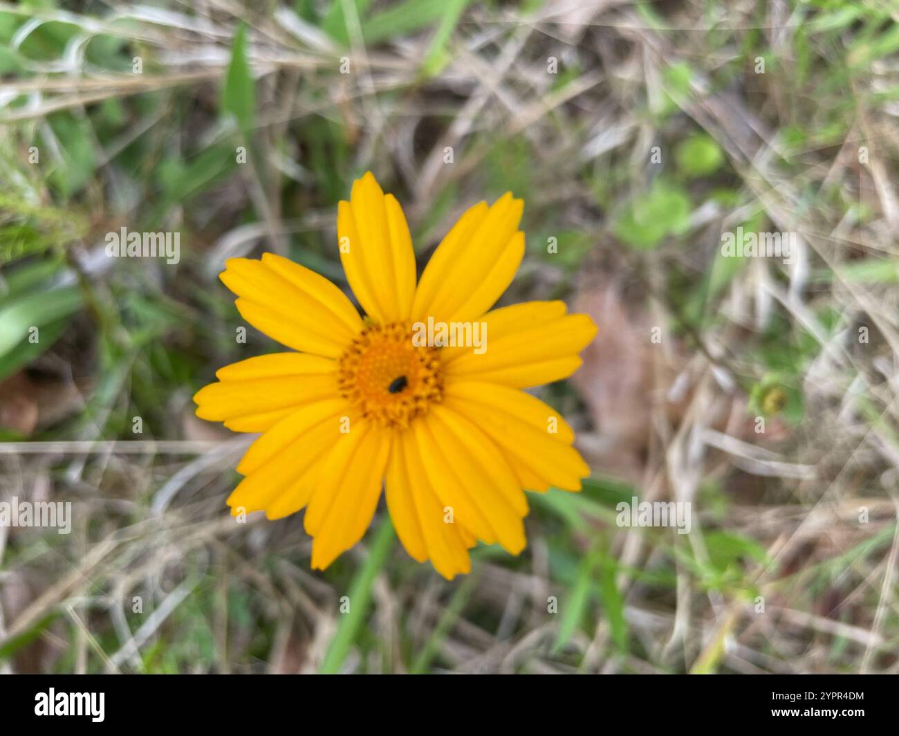 lobed coreopsis (Coreopsis auriculata Stock Photo - Alamy