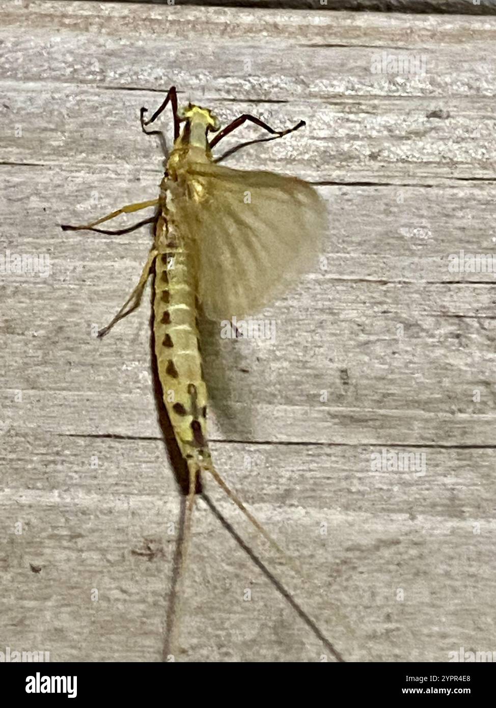 Giant Mayfly (Hexagenia limbata Stock Photo - Alamy