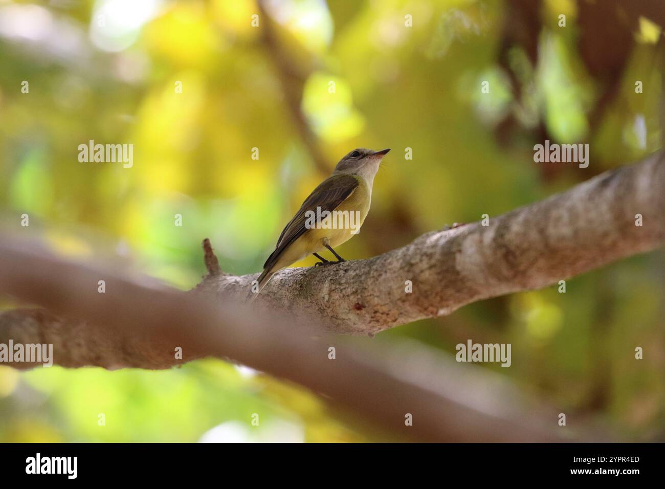 Lemon-bellied Flyrobin (Microeca flavigaster Stock Photo - Alamy