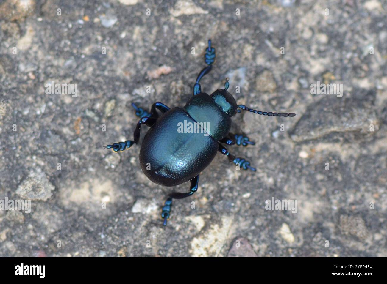 Lesser Bloody-nosed Beetle (Timarcha goettingensis Stock Photo - Alamy