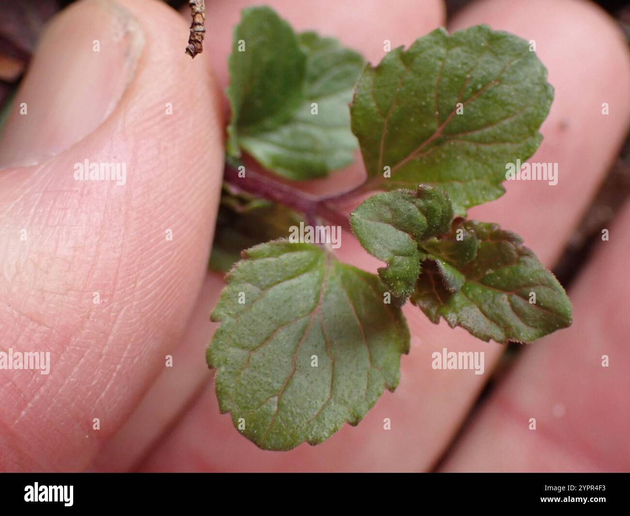 yerba buena (Clinopodium douglasii Stock Photo - Alamy