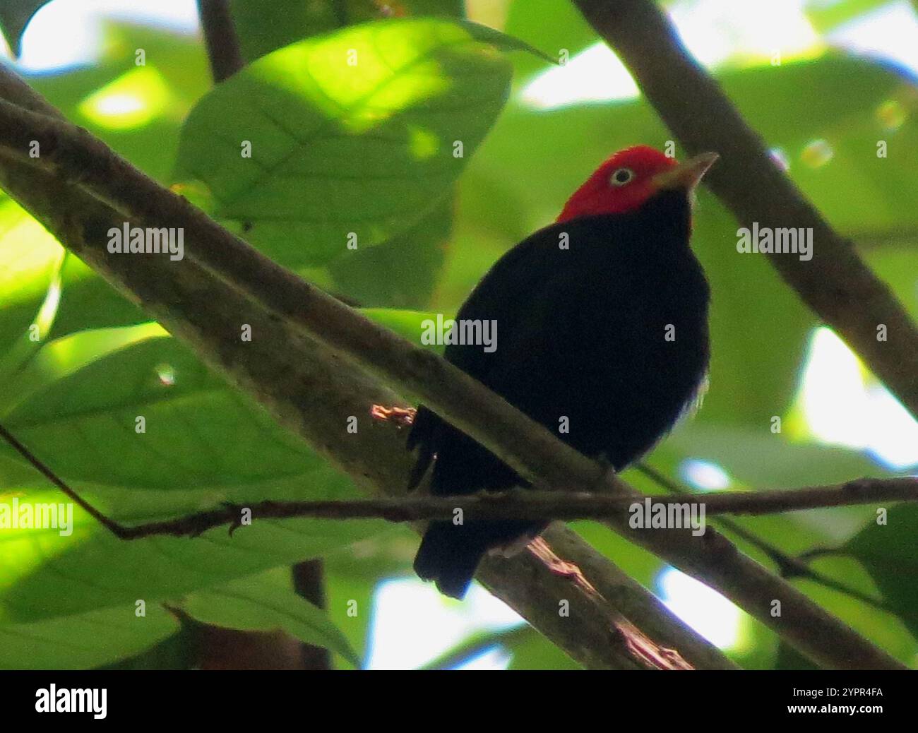 Red-capped Manakin (Ceratopipra mentalis Stock Photo - Alamy