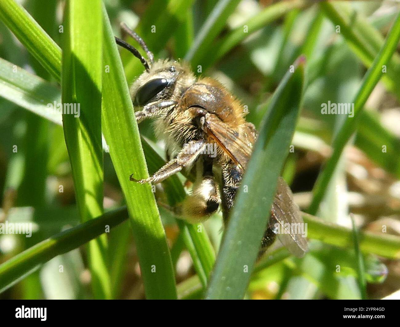 Mining Bees (Andrena Stock Photo - Alamy