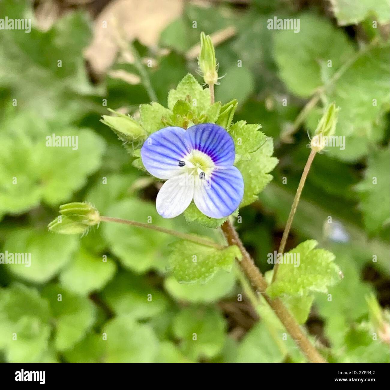 bird's-eye speedwell (Veronica persica Stock Photo - Alamy