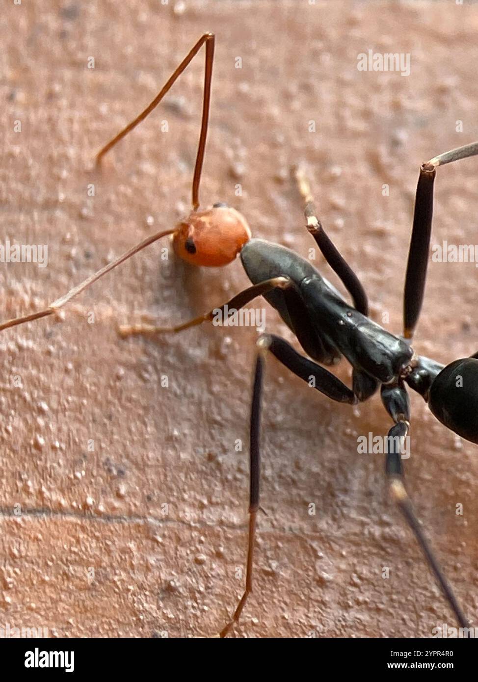 Red headed ant hi-res stock photography and images - Alamy