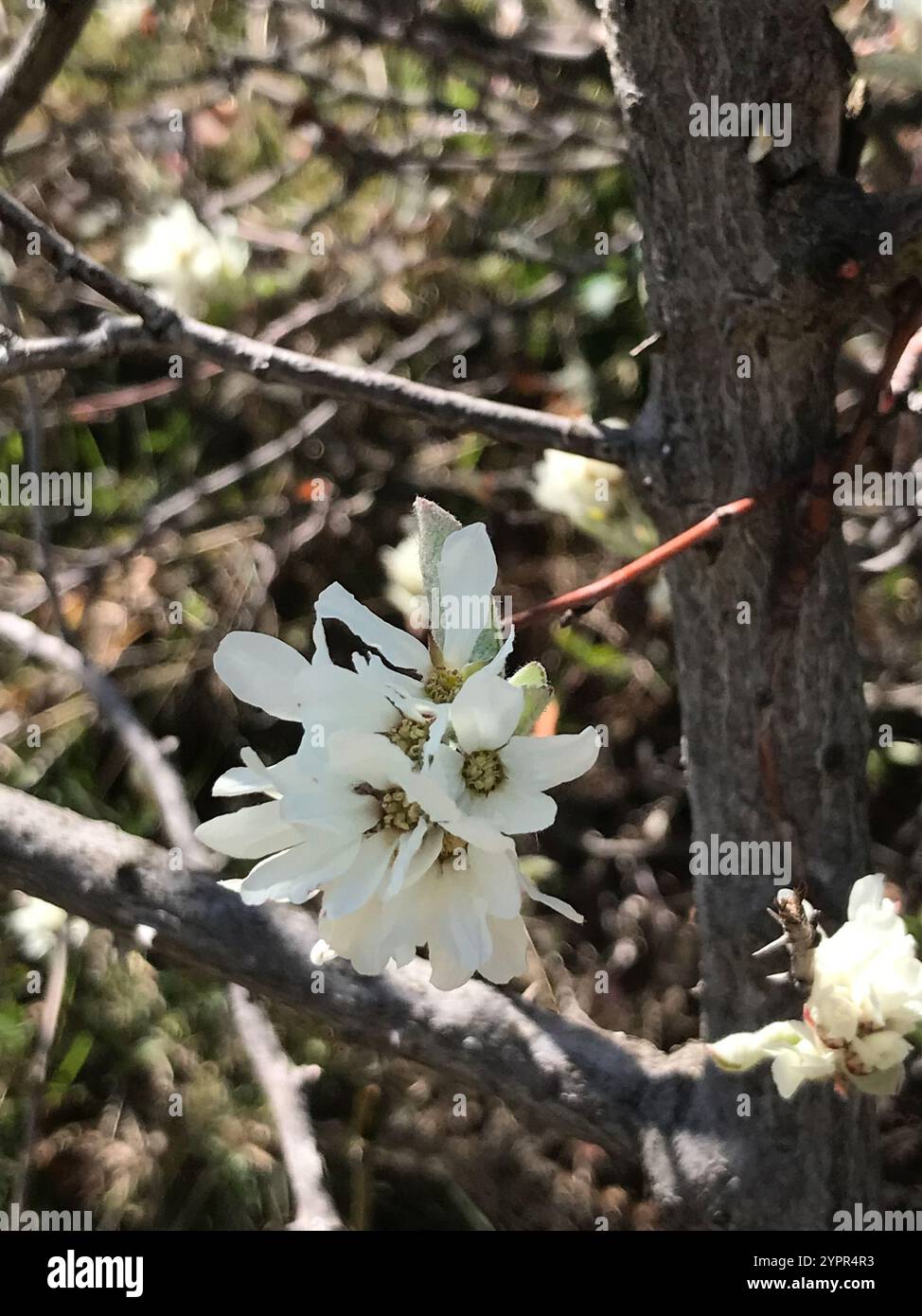 Snowy Mespilus (Amelanchier ovalis Stock Photo - Alamy
