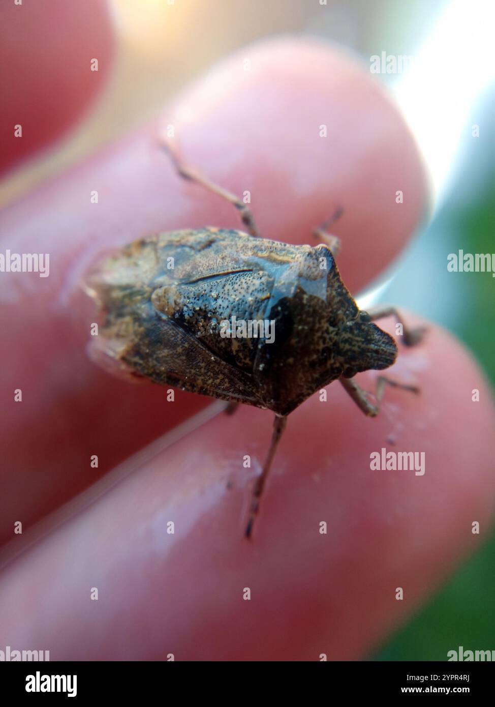 Mottled Stink Bug (Rhaphigaster nebulosa Stock Photo - Alamy