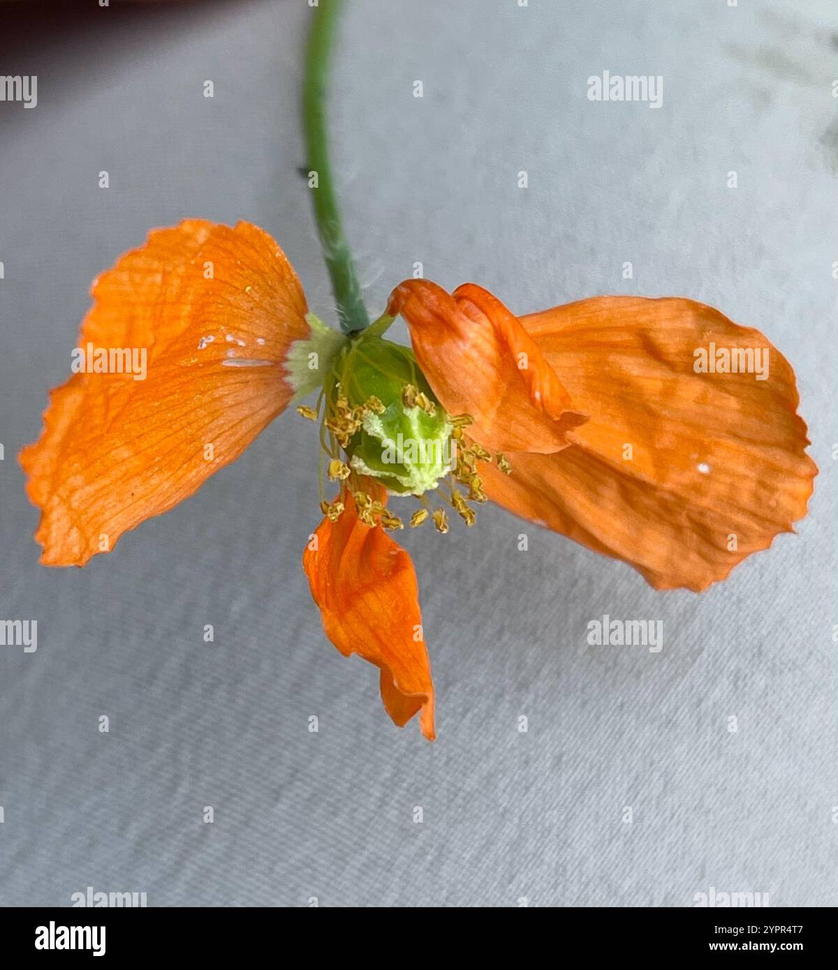 fire poppy (Papaver californicum Stock Photo - Alamy
