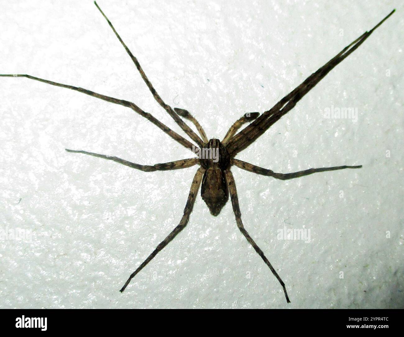 Running Crab Spiders (Philodromus Stock Photo - Alamy
