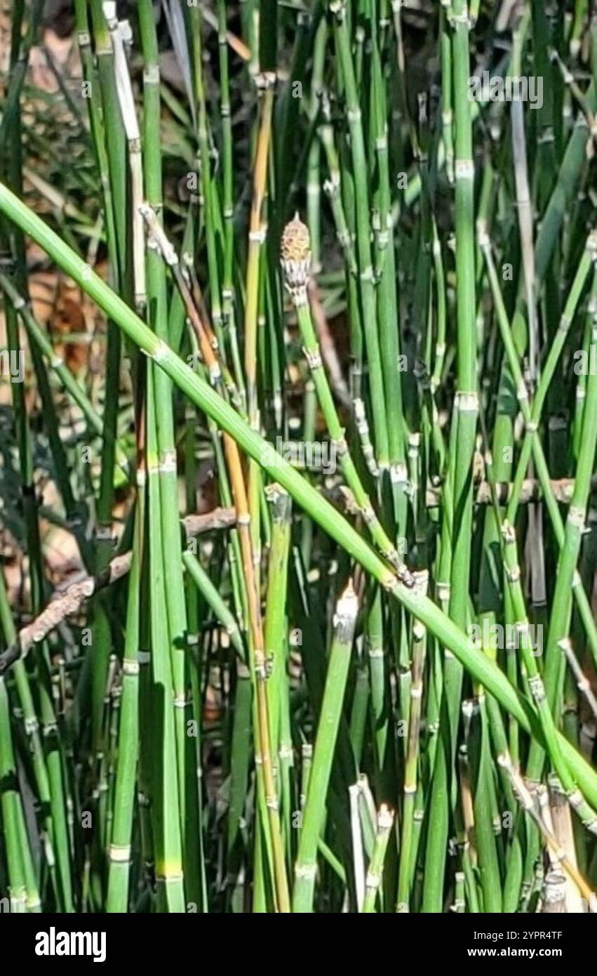 rough horsetail (Equisetum hyemale Stock Photo - Alamy