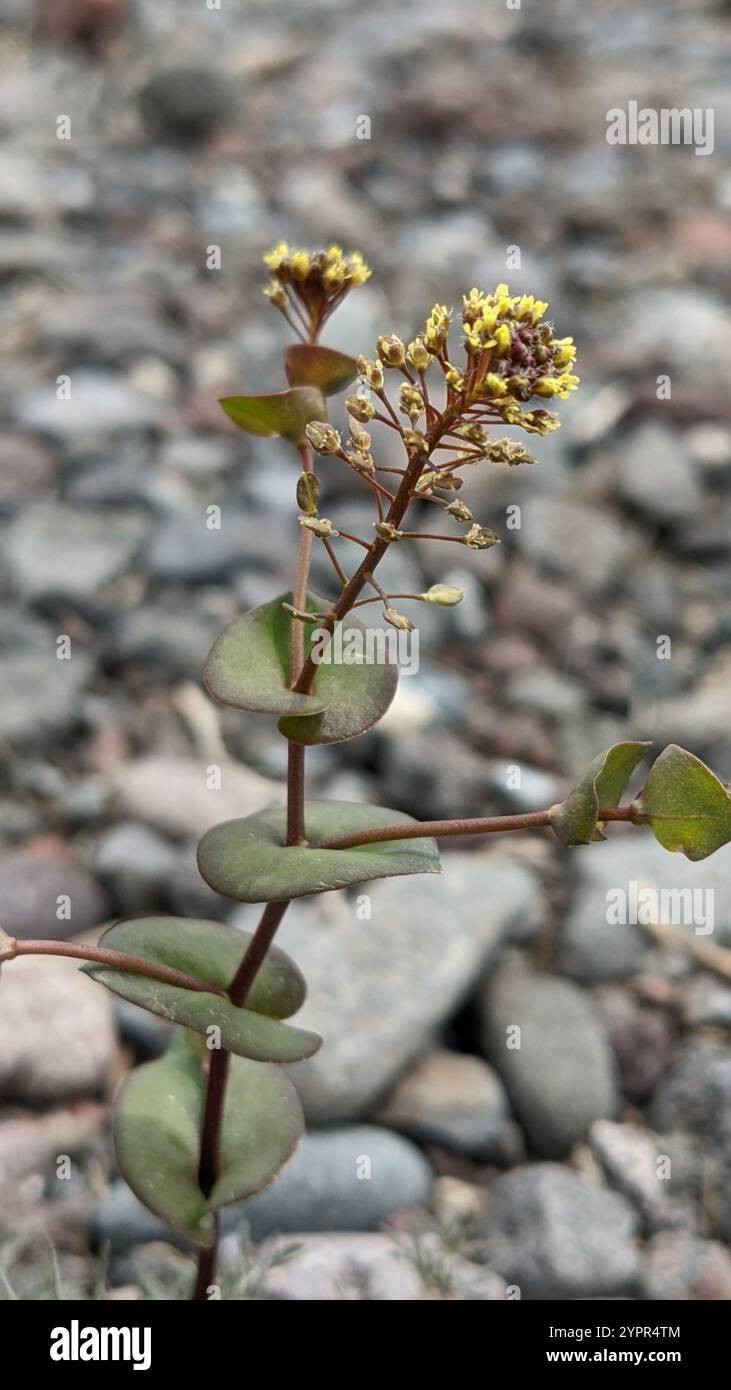 clasping pepperweed (Lepidium perfoliatum Stock Photo - Alamy