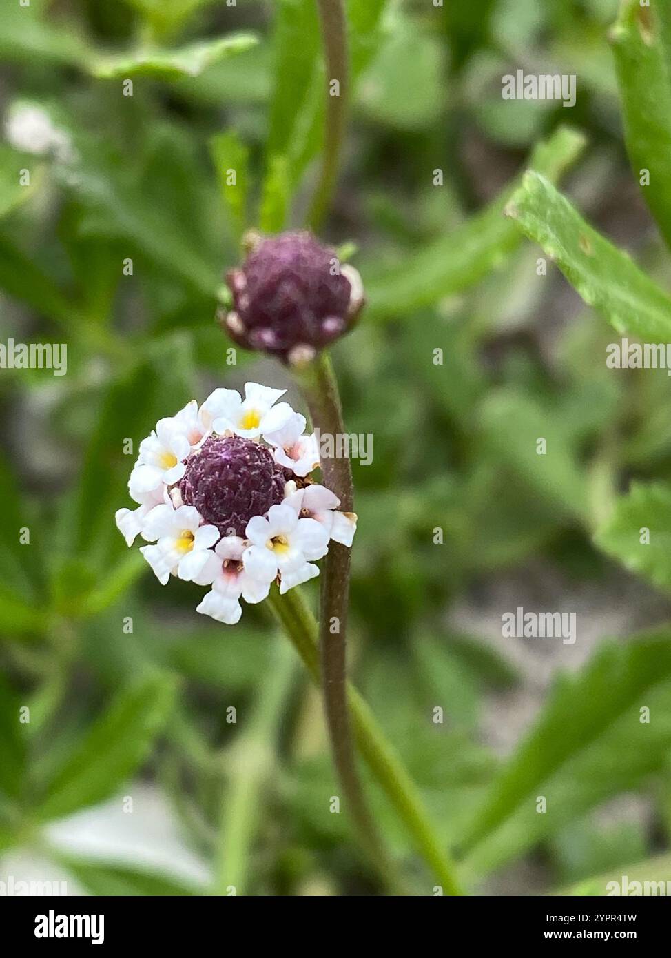 turkey tangle frogfruit (Phyla nodiflora Stock Photo - Alamy