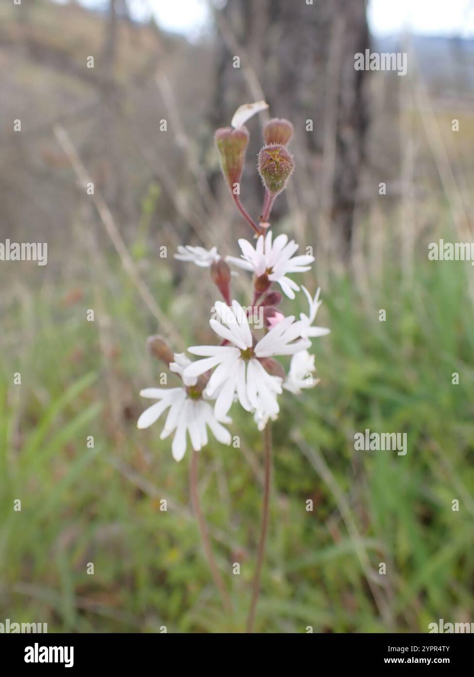 smallflower woodland star (Lithophragma parviflorum Stock Photo - Alamy