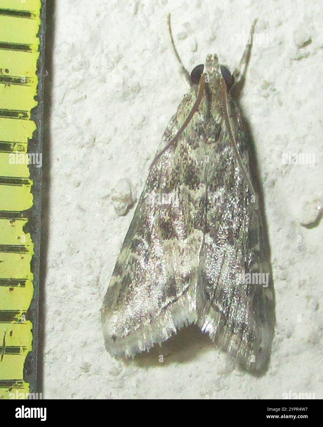 Old World Webworm (Hellula undalis Stock Photo - Alamy