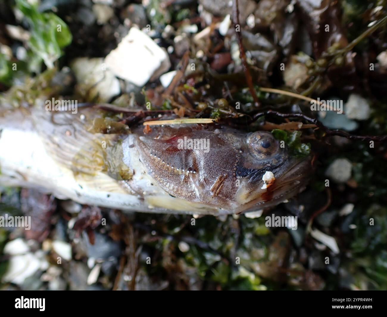 Plainfin hi-res stock photography and images - Alamy