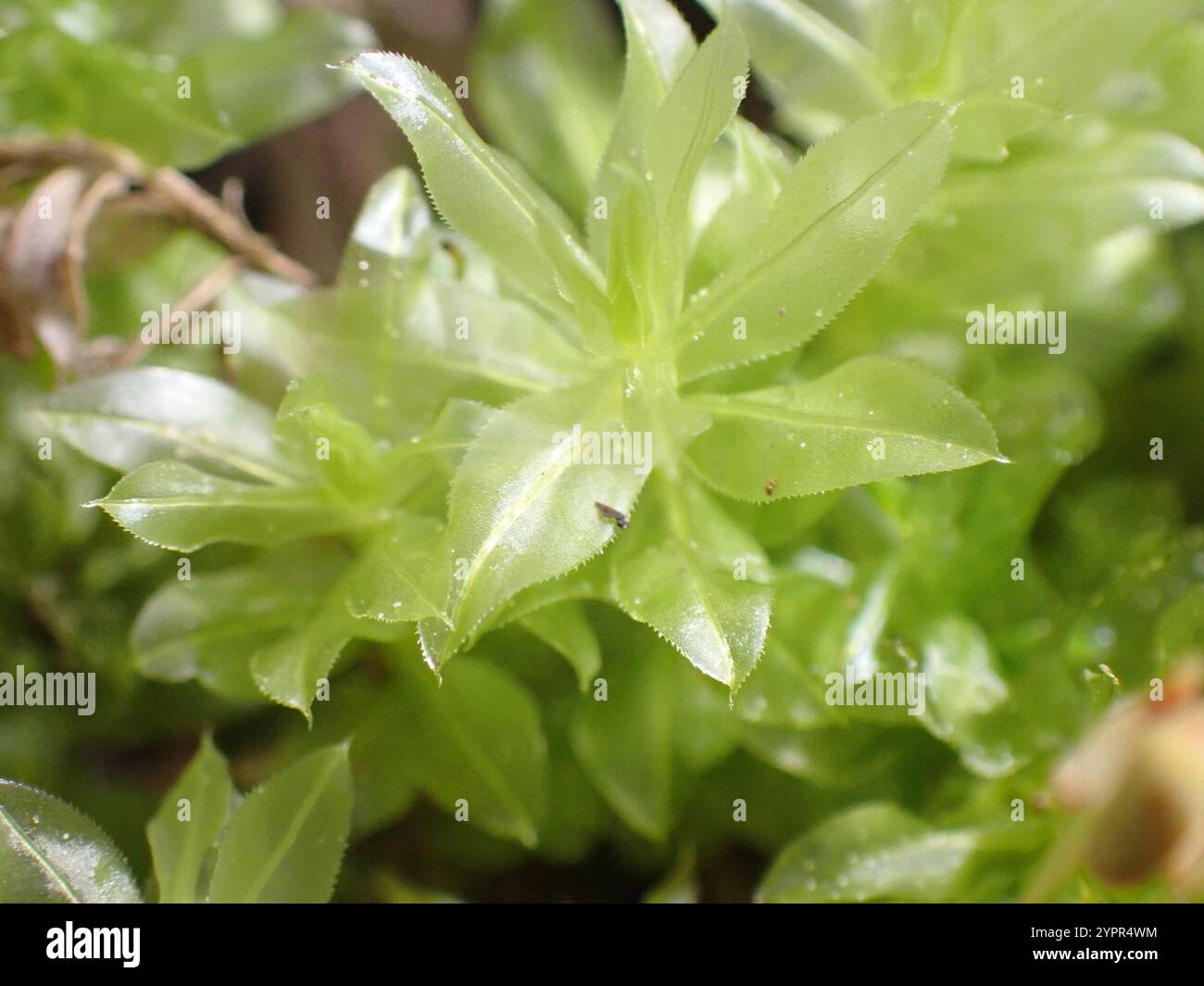 Badge Moss (Plagiomnium insigne Stock Photo - Alamy