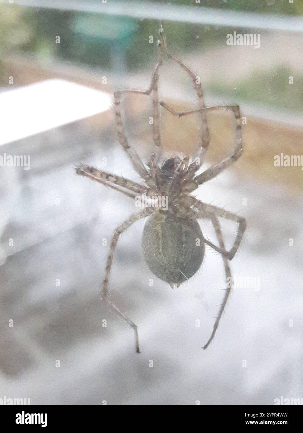 Silver-sided Sector Spider (Zygiella x-notata Stock Photo - Alamy