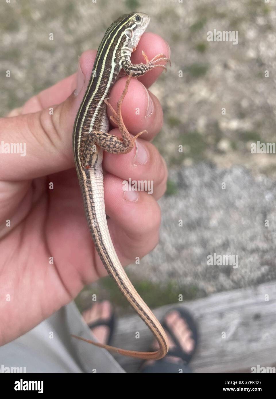 Common Spotted Whiptail (Aspidoscelis gularis Stock Photo - Alamy