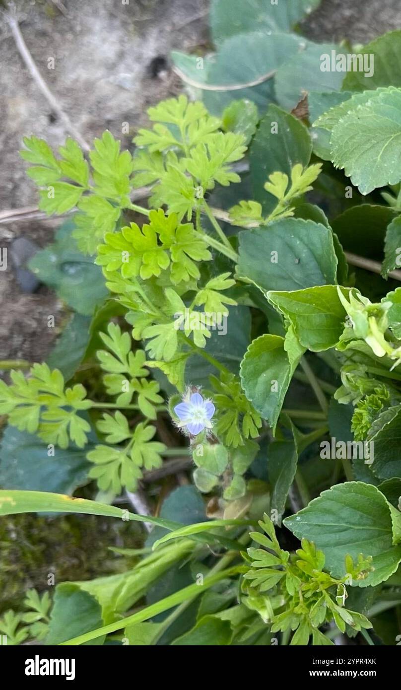 Ivy-leaved Speedwell (Veronica hederifolia Stock Photo - Alamy