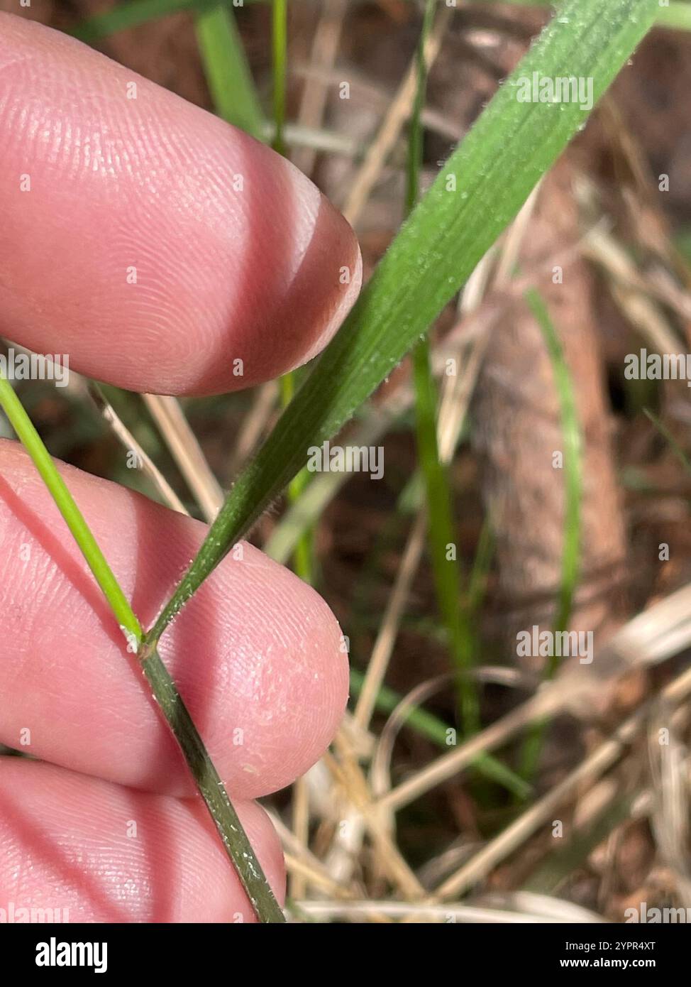 Twoflower Melicgrass (Melica mutica Stock Photo - Alamy