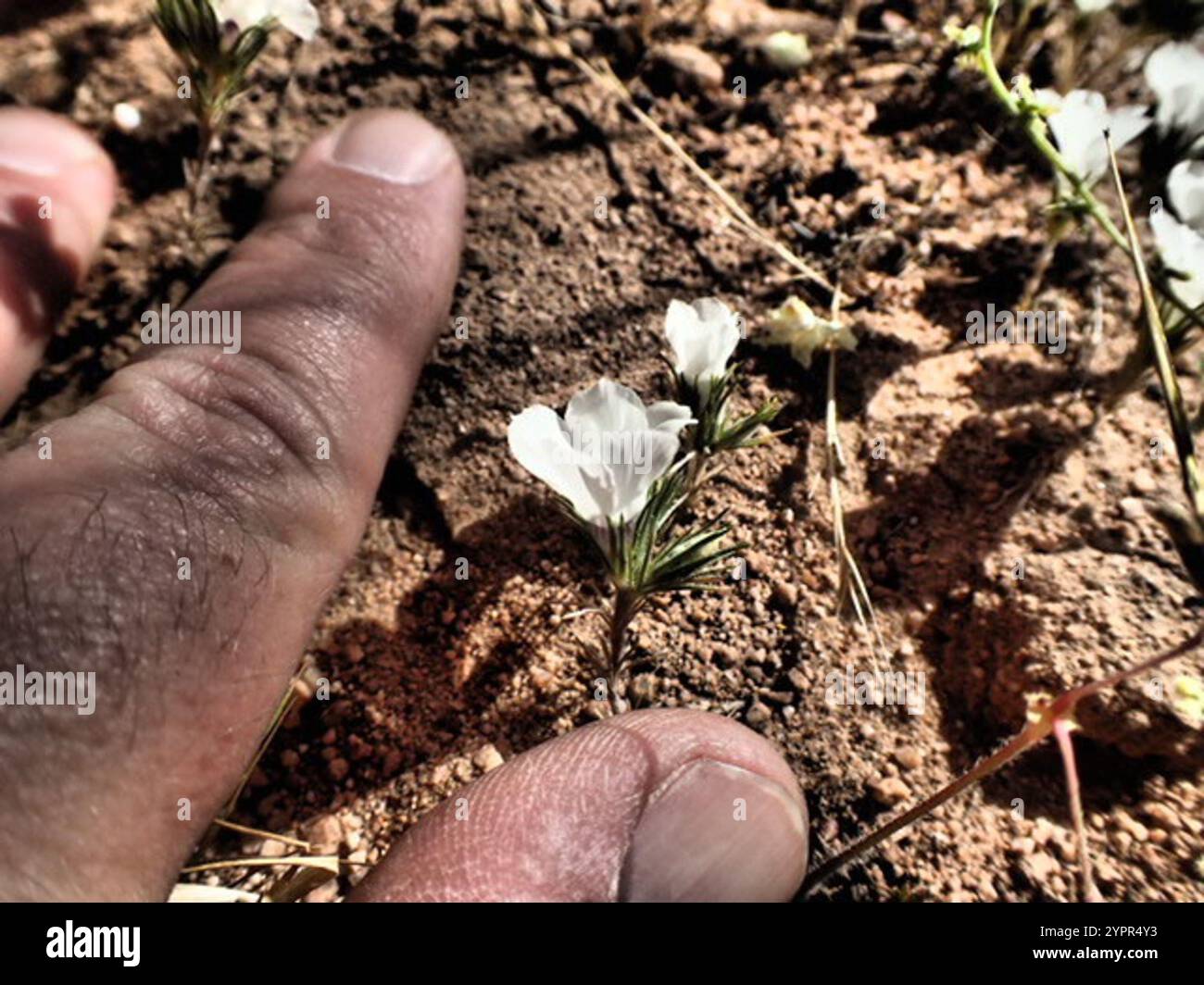sandblossom (Linanthus parryae Stock Photo - Alamy