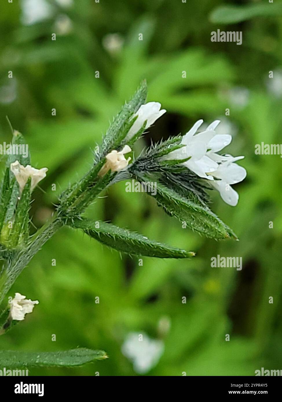 Buglossoides arvensis hi-res stock photography and images - Alamy