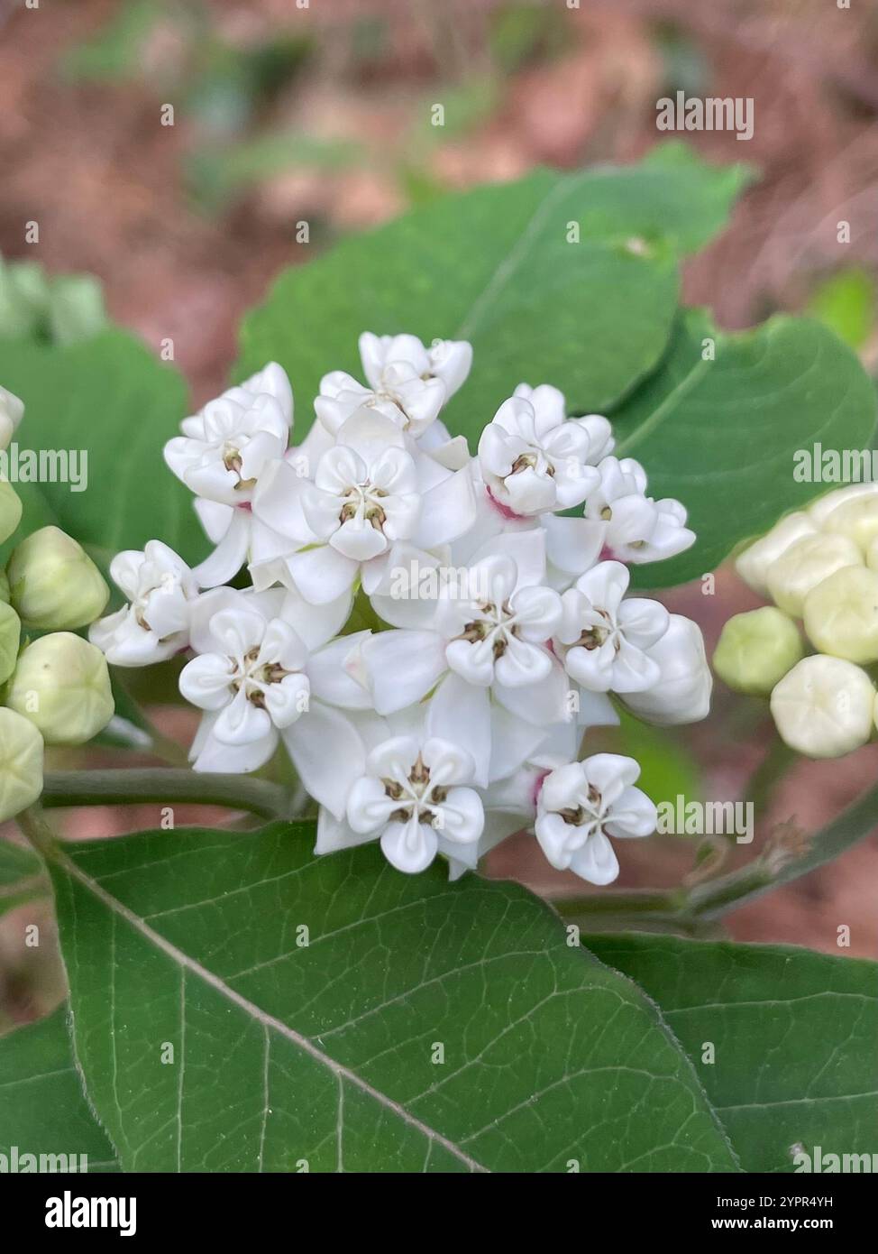 redring milkweed (Asclepias variegata Stock Photo - Alamy