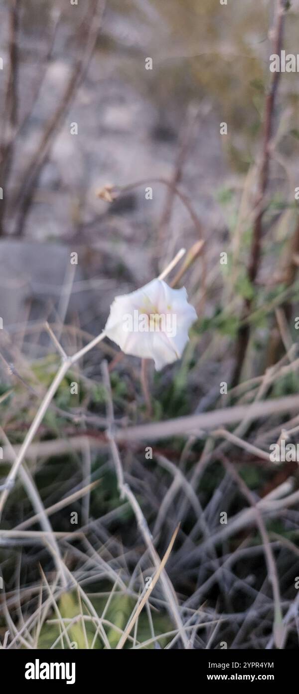 angel trumpets (Acleisanthes longiflora Stock Photo - Alamy