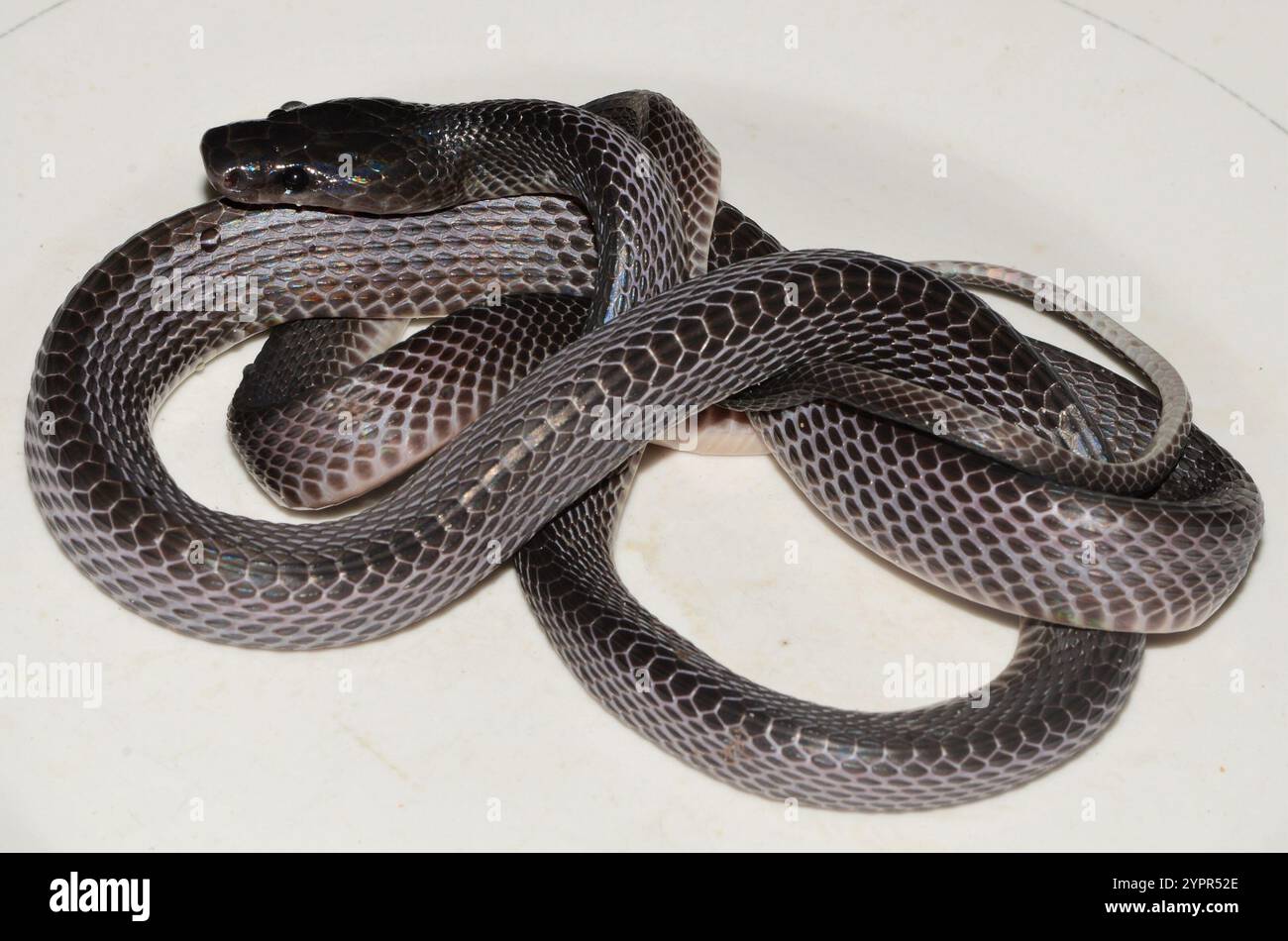 Western Forest File Snake (Mehelya poensis Stock Photo - Alamy