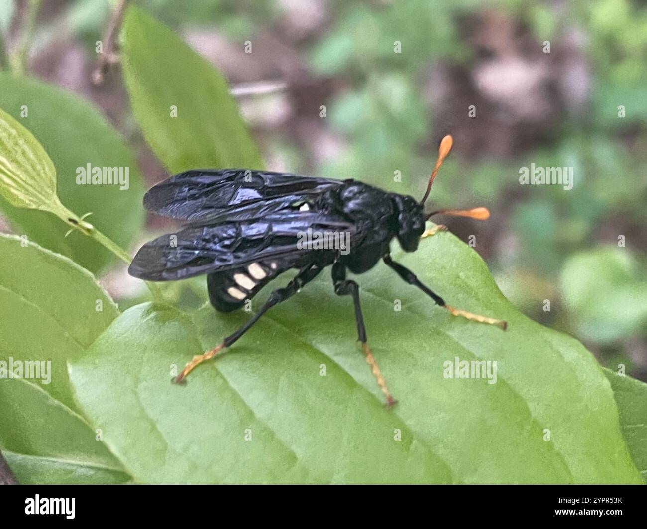 North American Elm Sawfly (Cimbex americanus Stock Photo - Alamy
