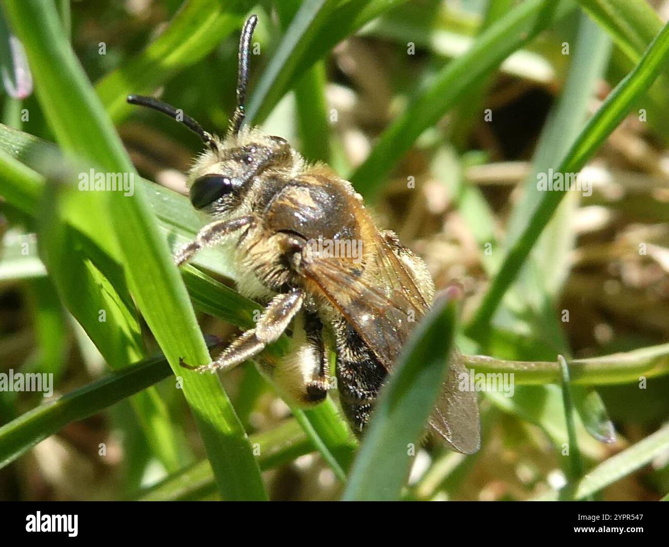 Mining Bees (Andrena Stock Photo - Alamy
