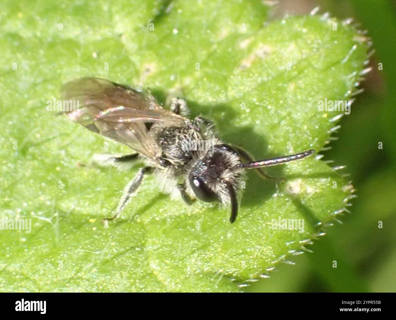 Mining Bees (Andrena Stock Photo - Alamy