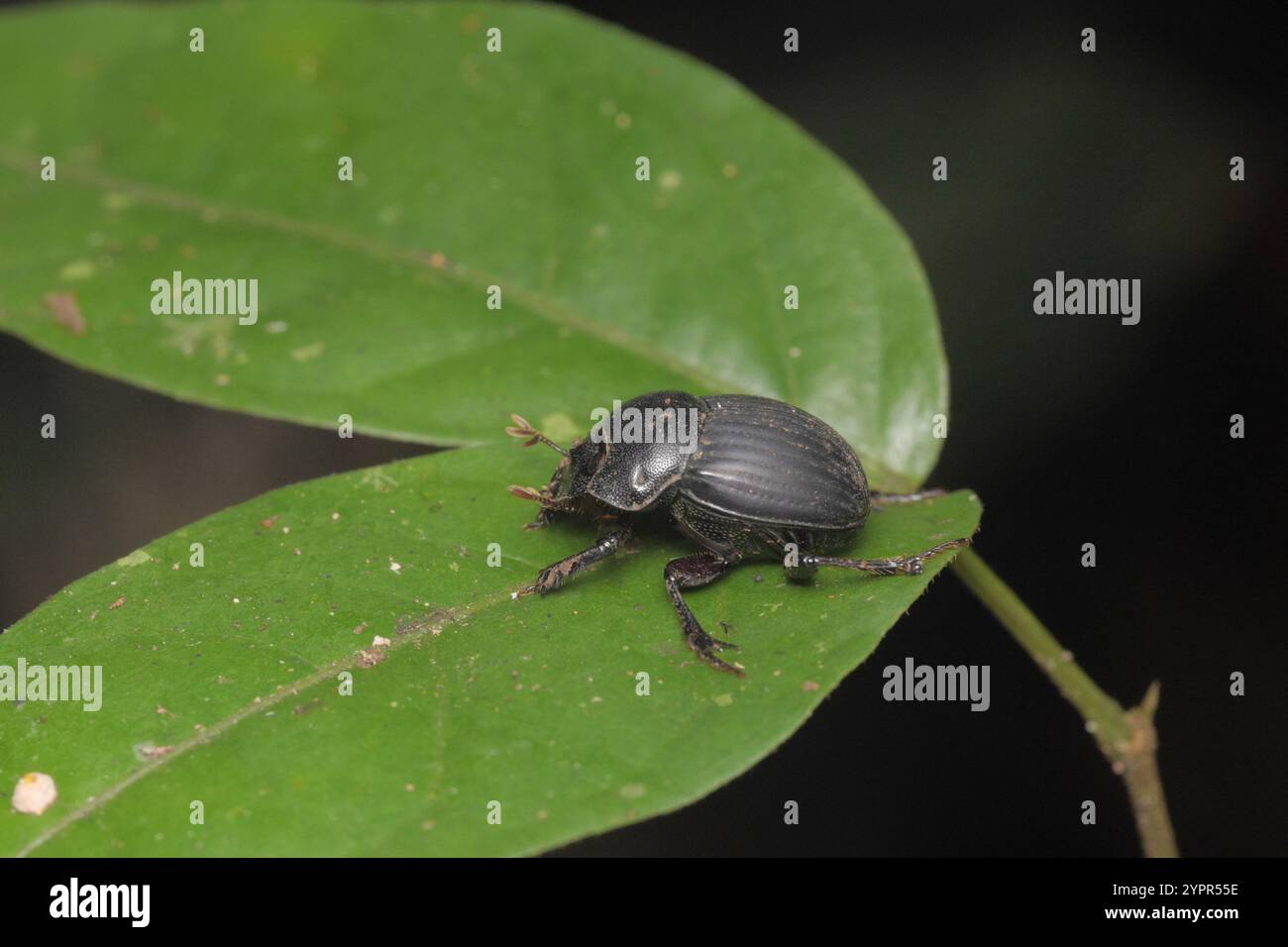Dung Beetles (Scarabaeinae Stock Photo - Alamy