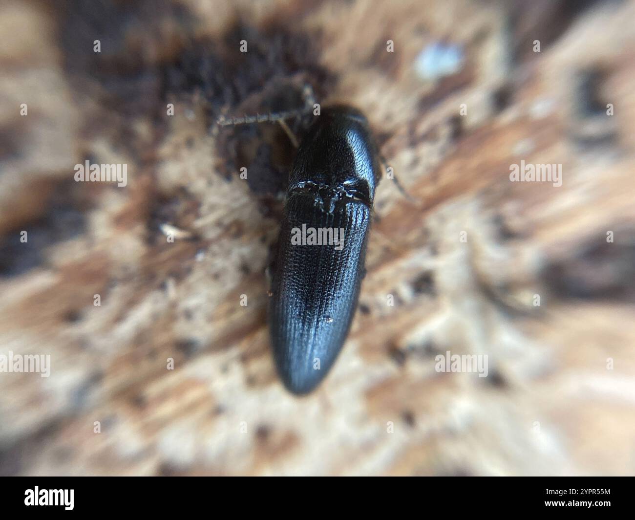Click Beetles (Elateridae Stock Photo - Alamy