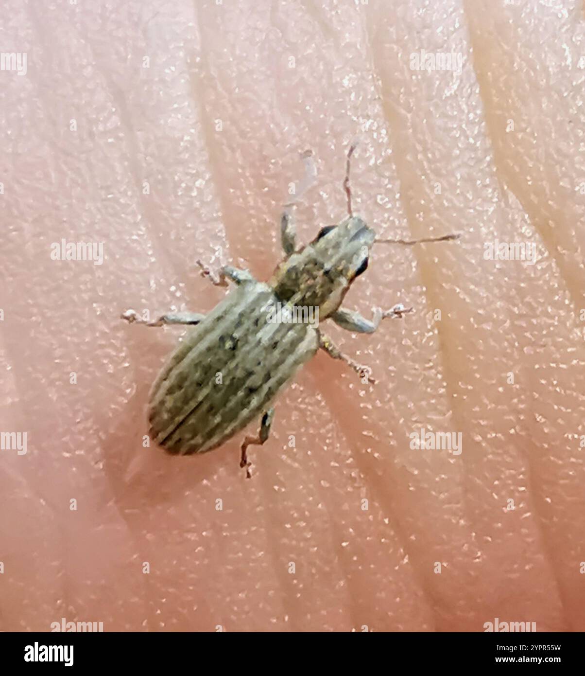 Sitona lineatus hi-res stock photography and images - Alamy