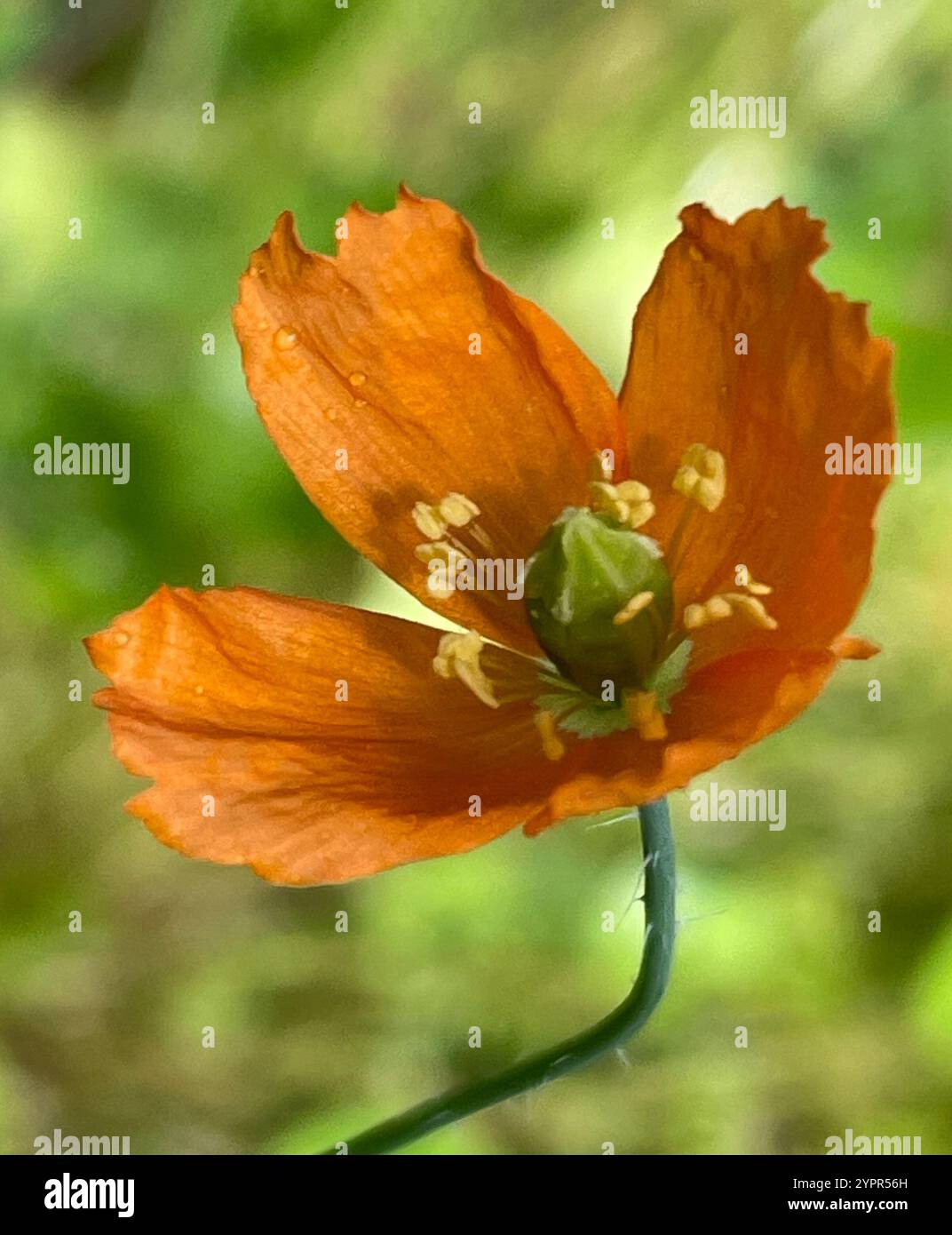 fire poppy (Papaver californicum Stock Photo - Alamy