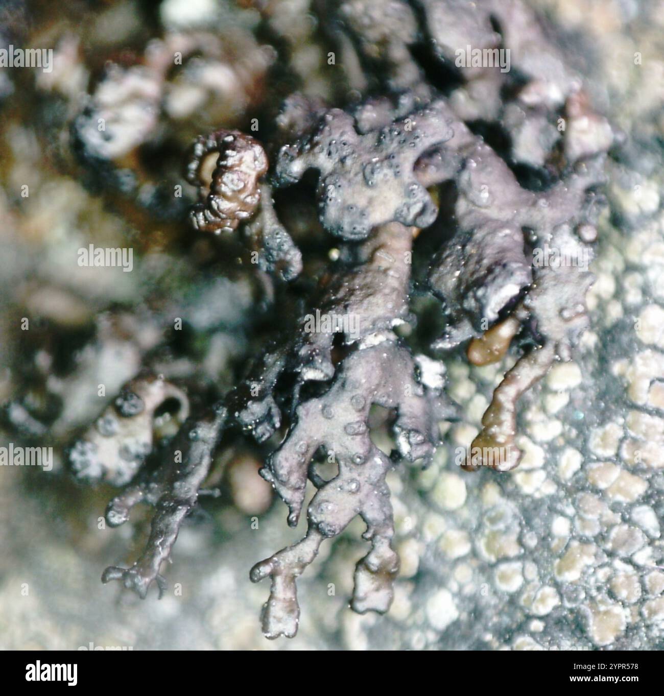 Stygian Black-parmelia (Melanelia stygia Stock Photo - Alamy