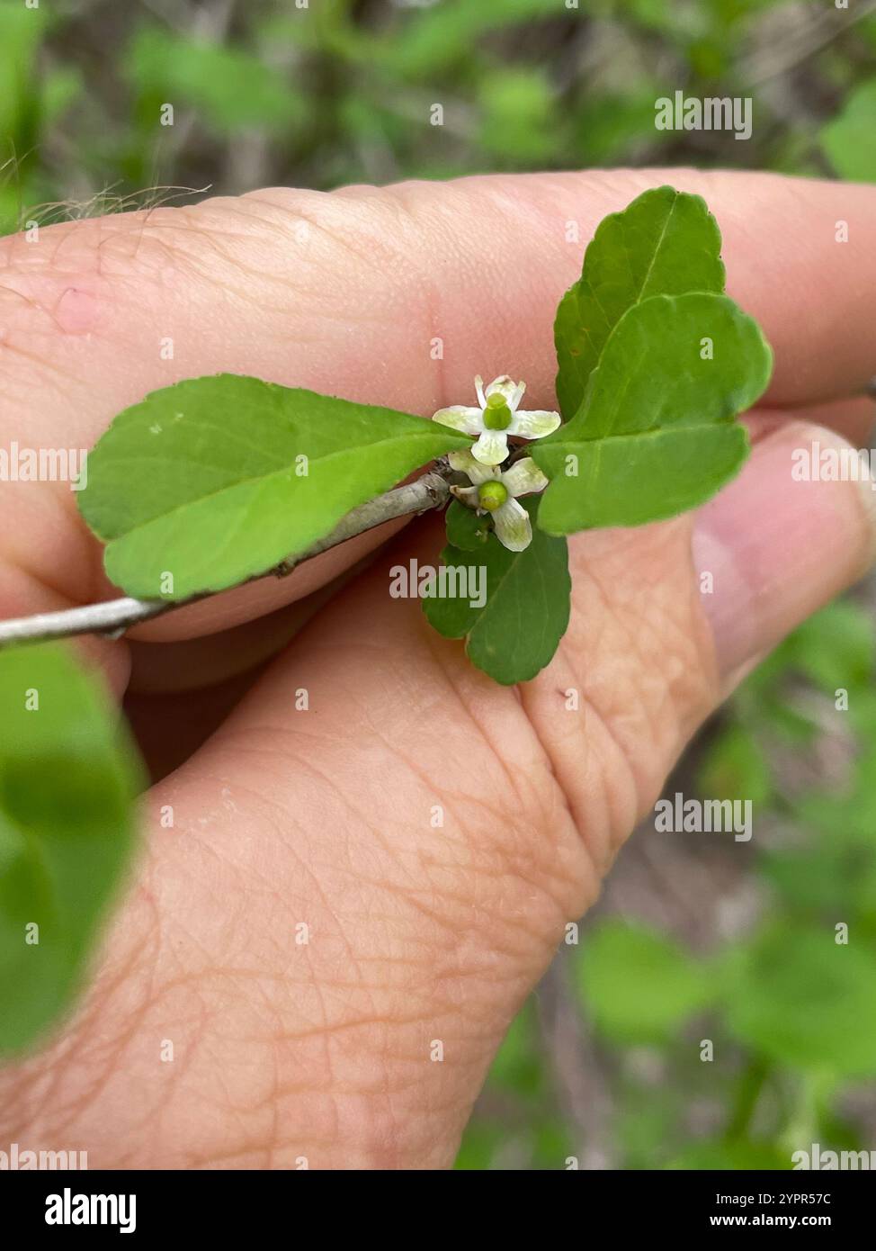 possumhaw (Ilex decidua Stock Photo - Alamy